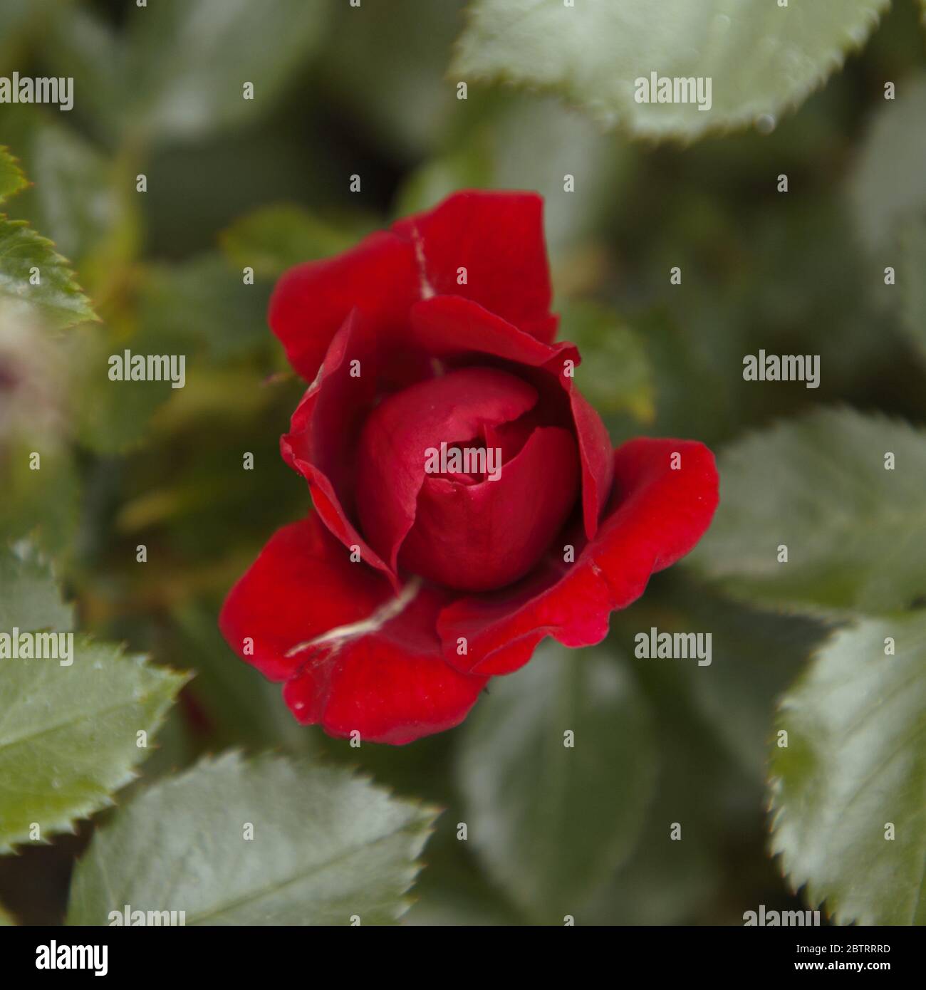 Real Photo Of Red Rose High Resolution Stock Photography and Images - Alamy