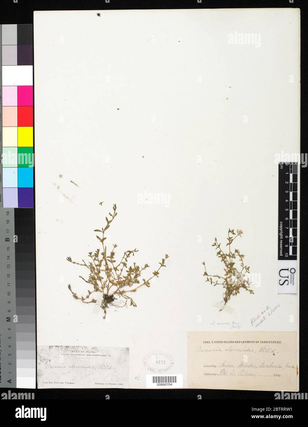 Arenaria sp hi-res stock photography and images - Alamy