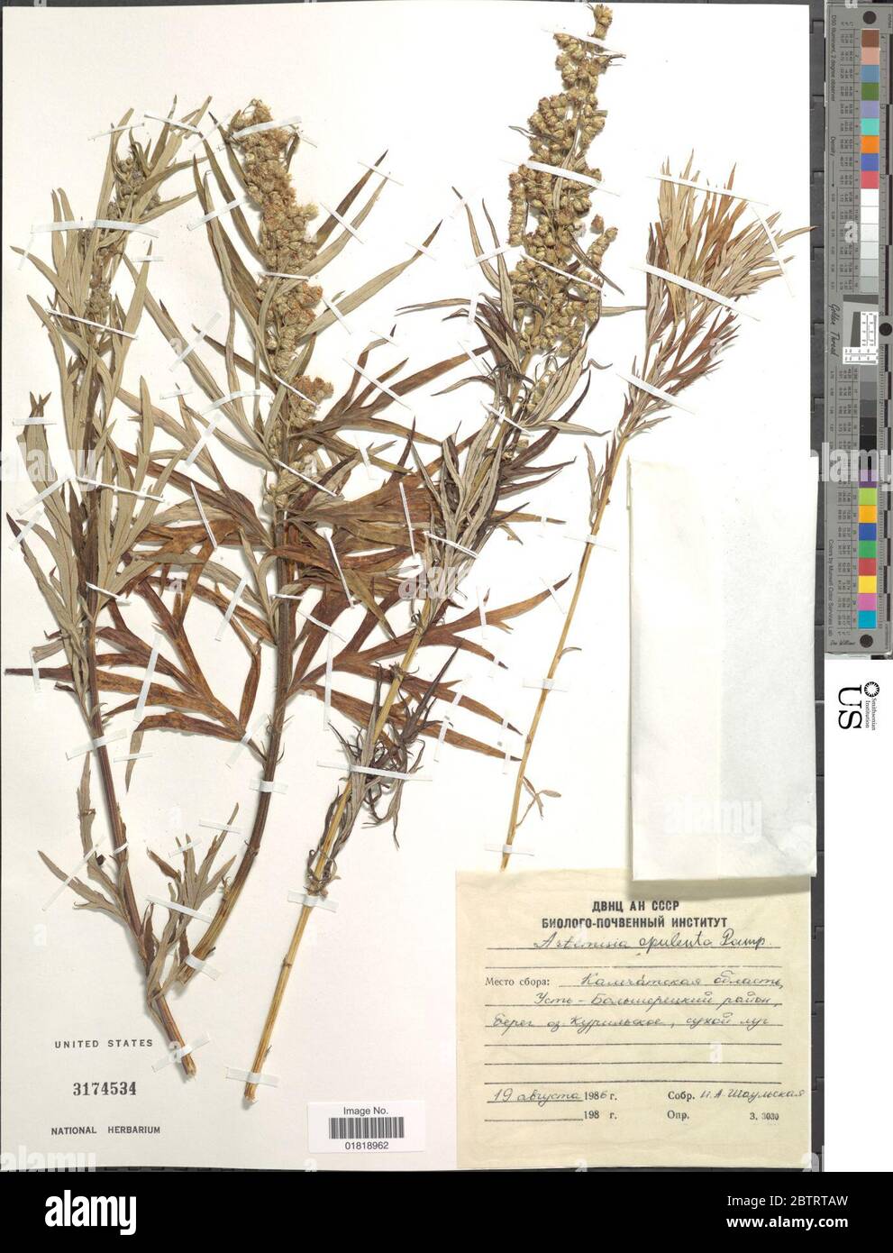 Opulenta hi-res stock photography and images - Alamy