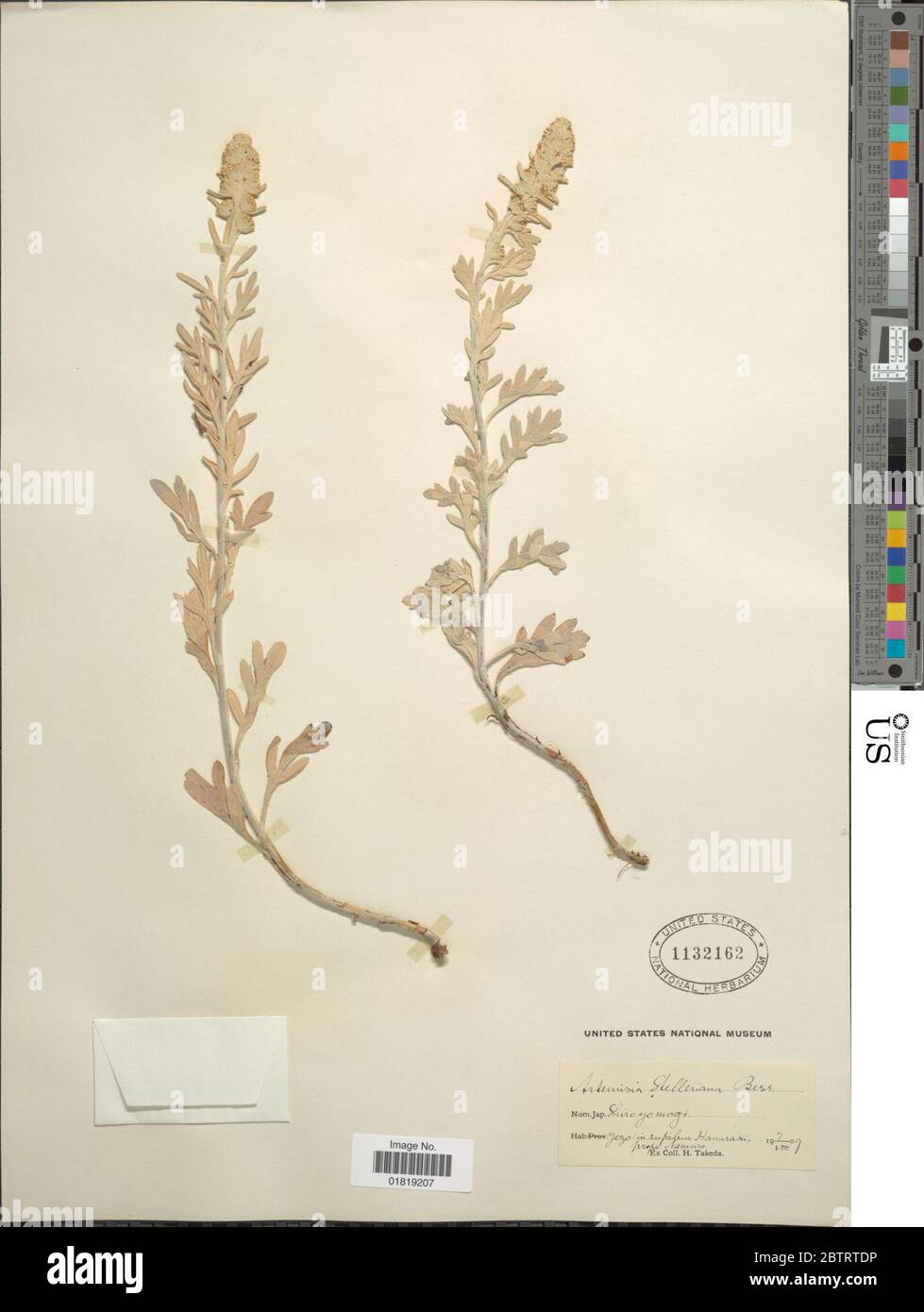 Artemisia stelleriana hi-res stock photography and images - Alamy