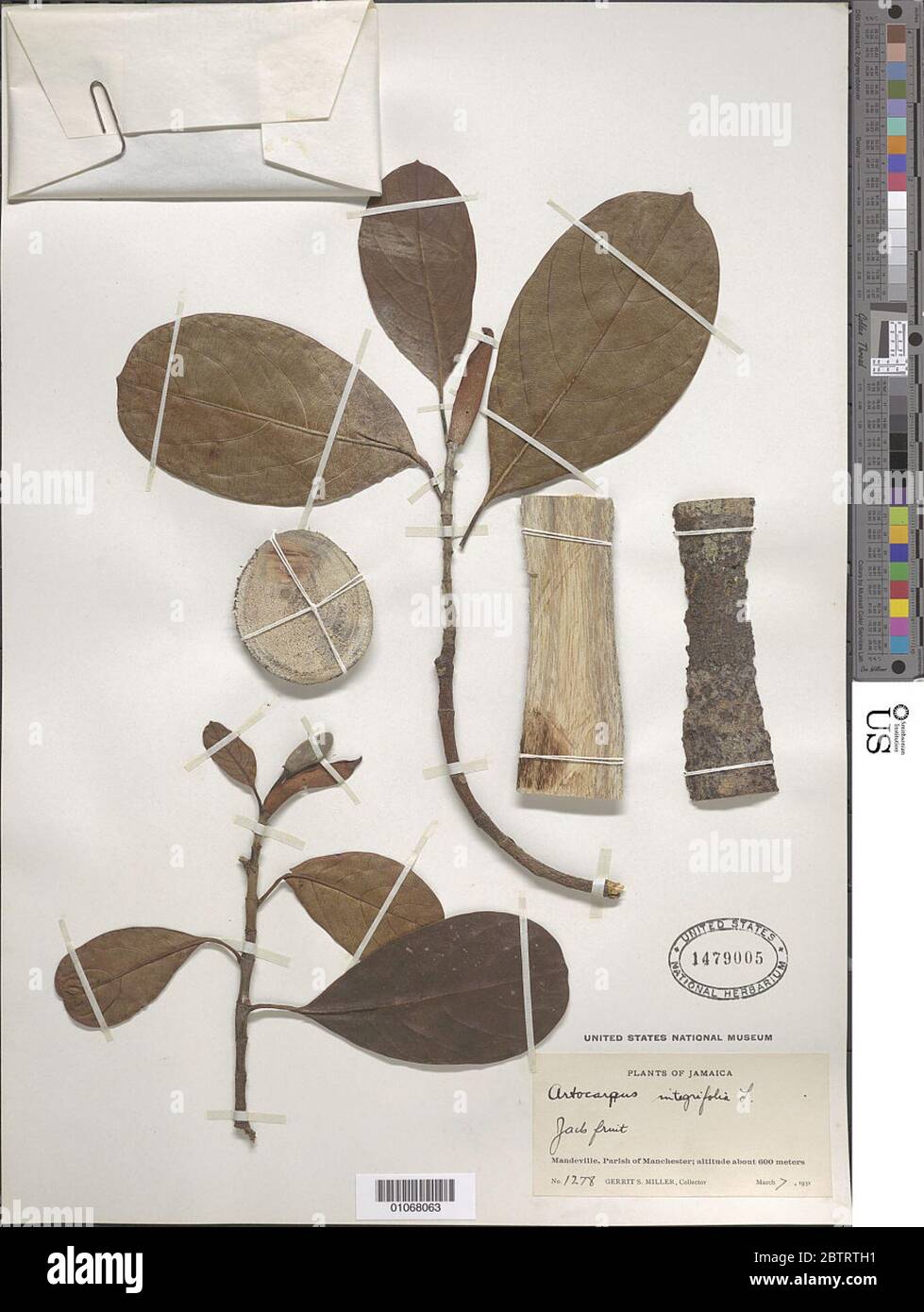 Artocarpus heterophyllus Lam Stock Photo - Alamy