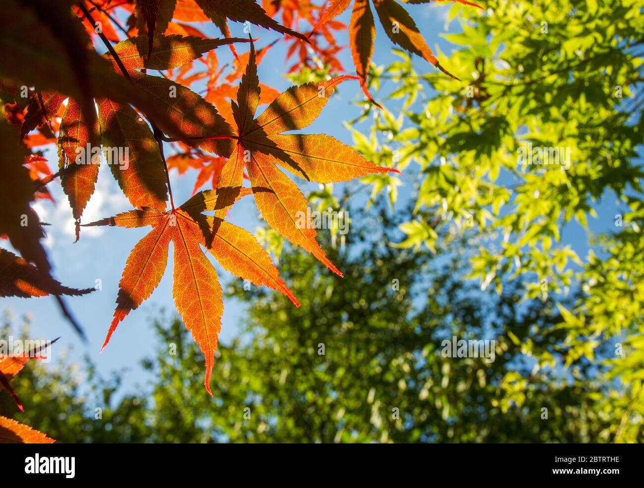 Amazing leaves of japanese maple in Prague - beauty of nature in ...