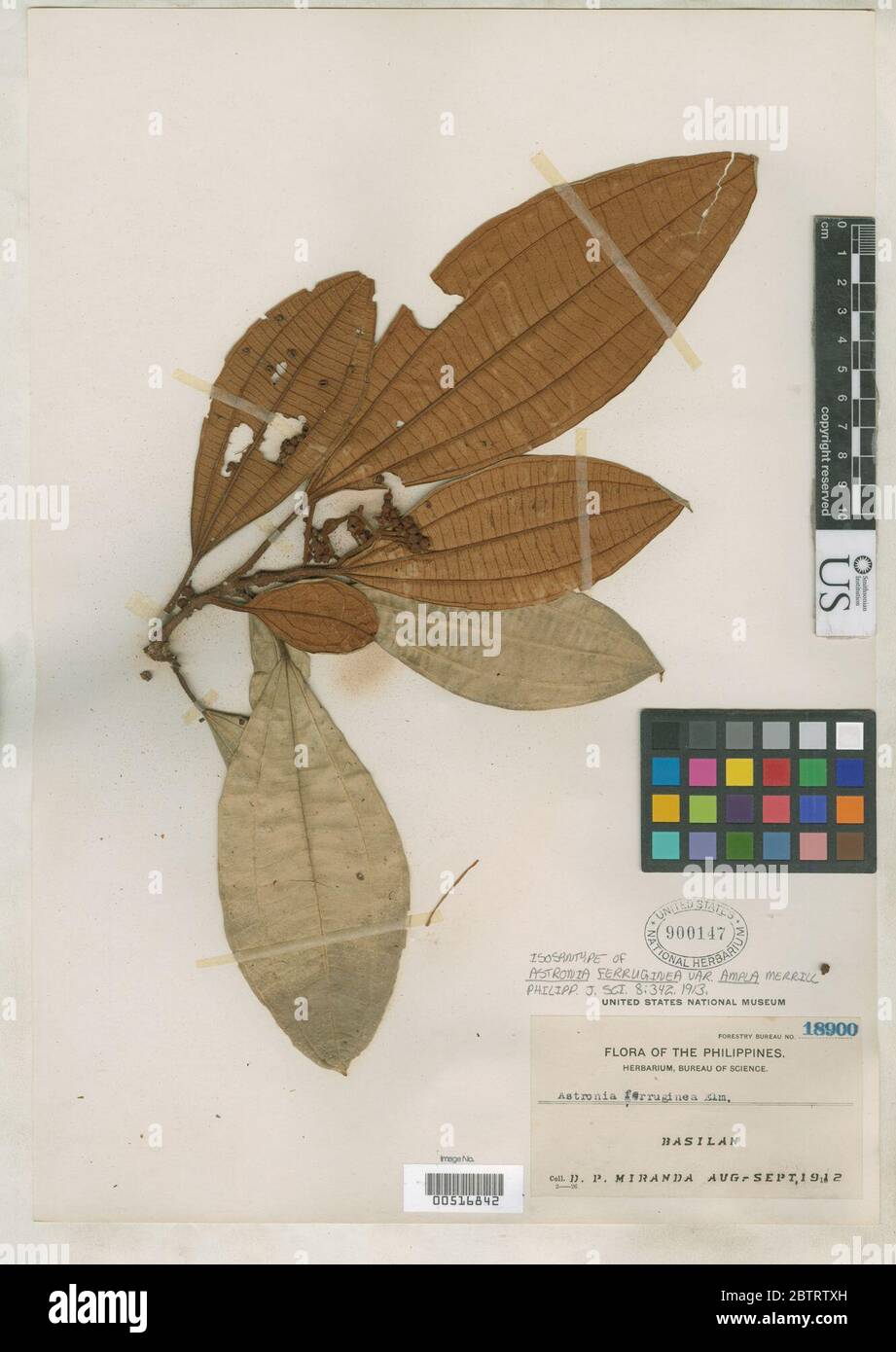 Astronia hi-res stock photography and images - Alamy