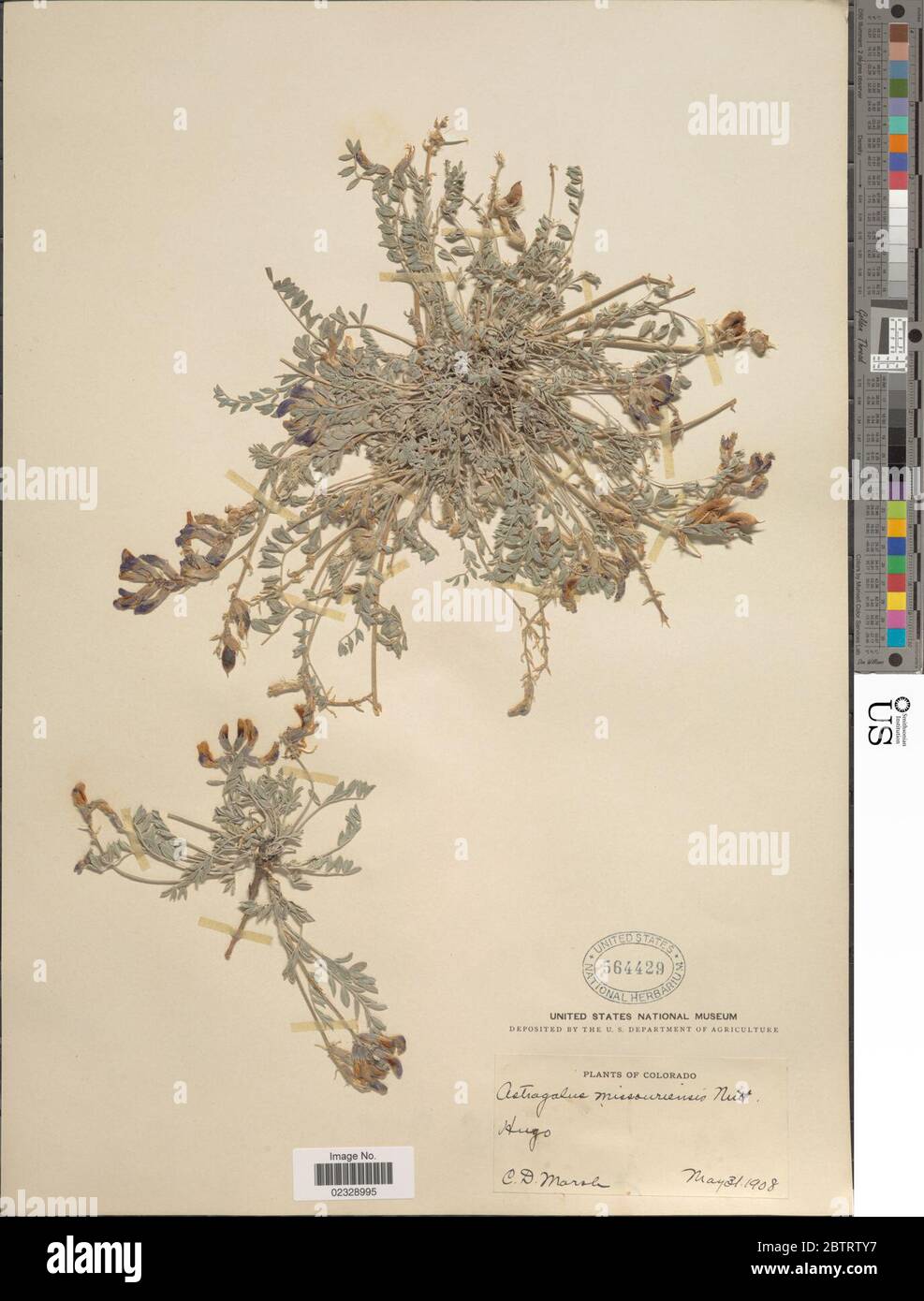 Astragalus vespertinus E Sheld Stock Photo - Alamy