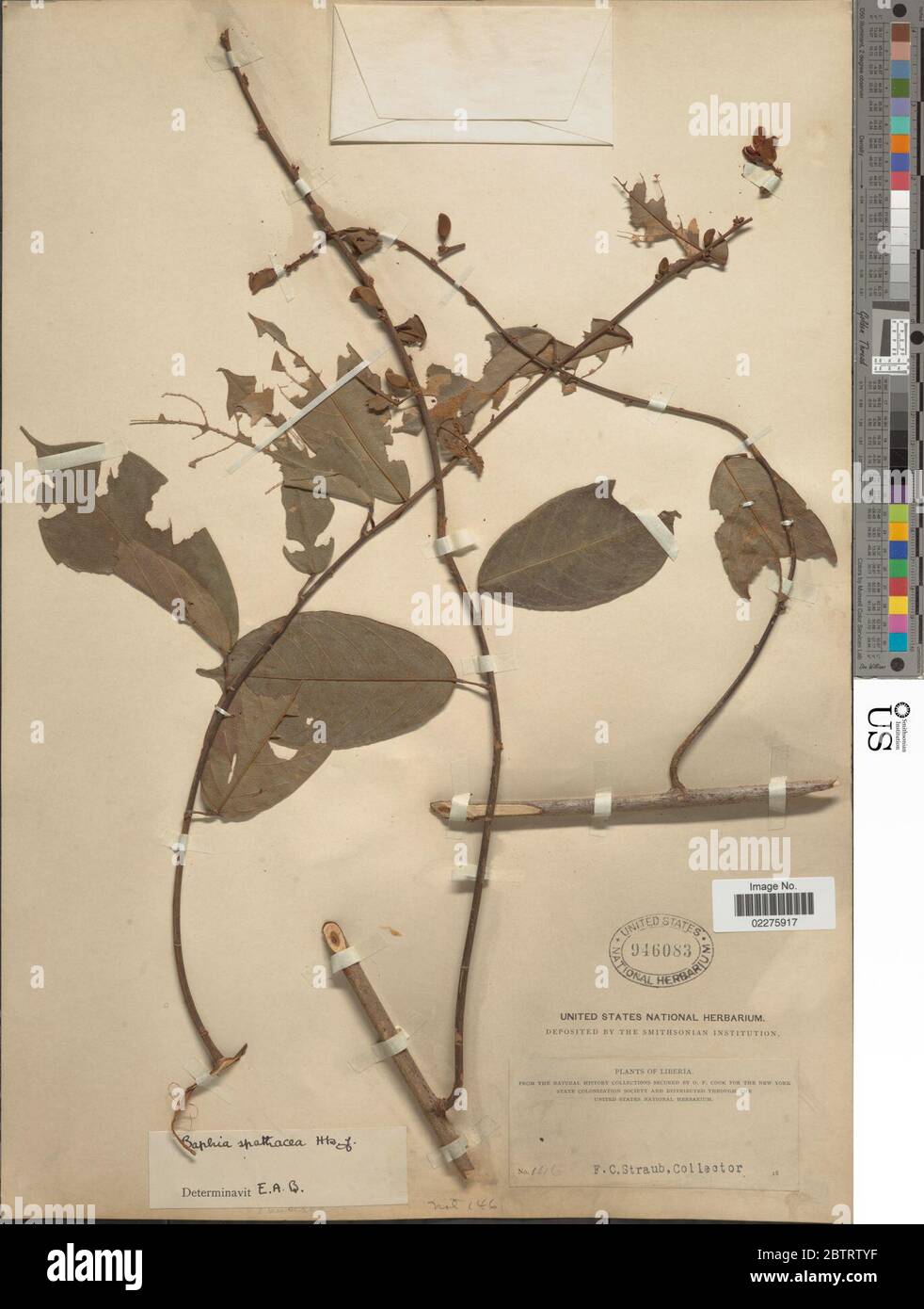 Baphia hi-res stock photography and images - Alamy