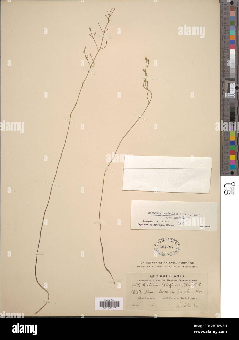 Bartonia paniculata Michx Muhl Stock Photo - Alamy