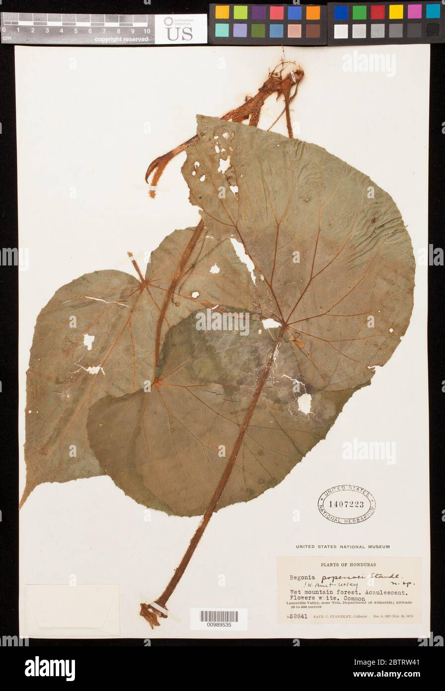 Begonia popenoei Standl Stock Photo - Alamy