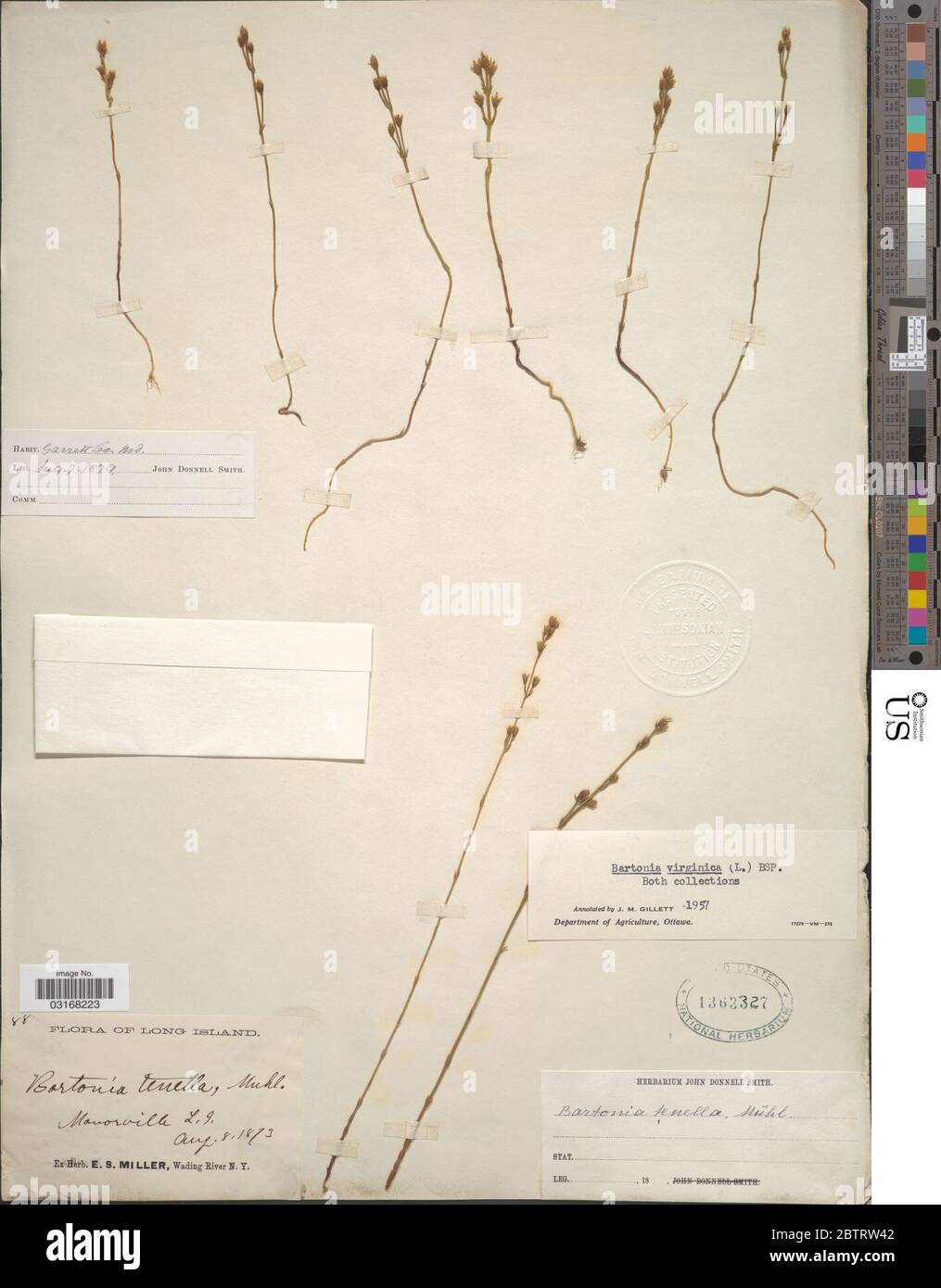 Bartonia virginica hi-res stock photography and images - Alamy