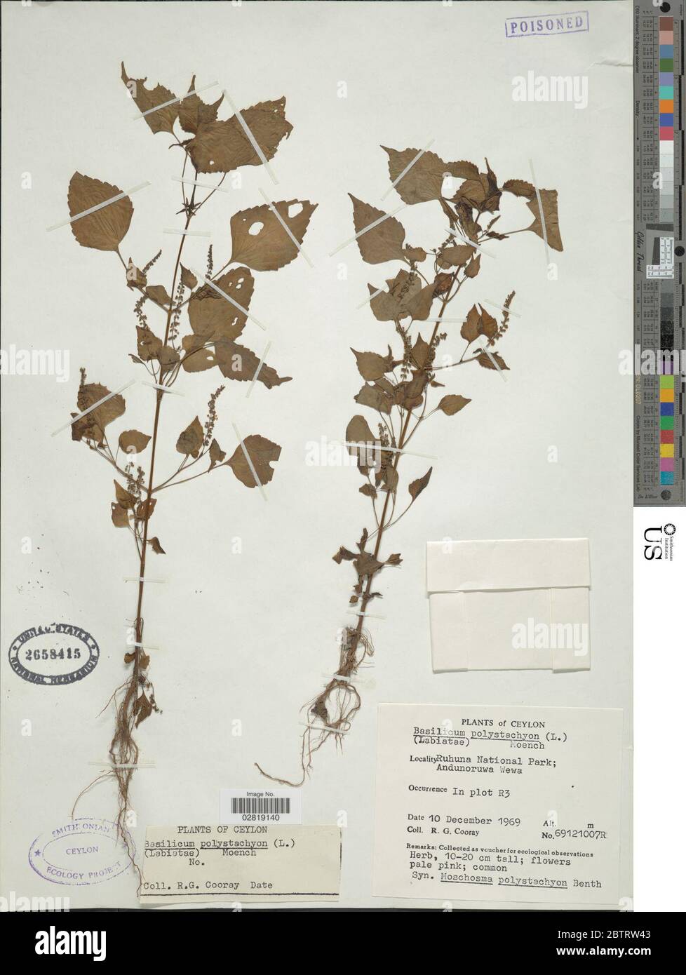 Polystachyon hi-res stock photography and images - Alamy