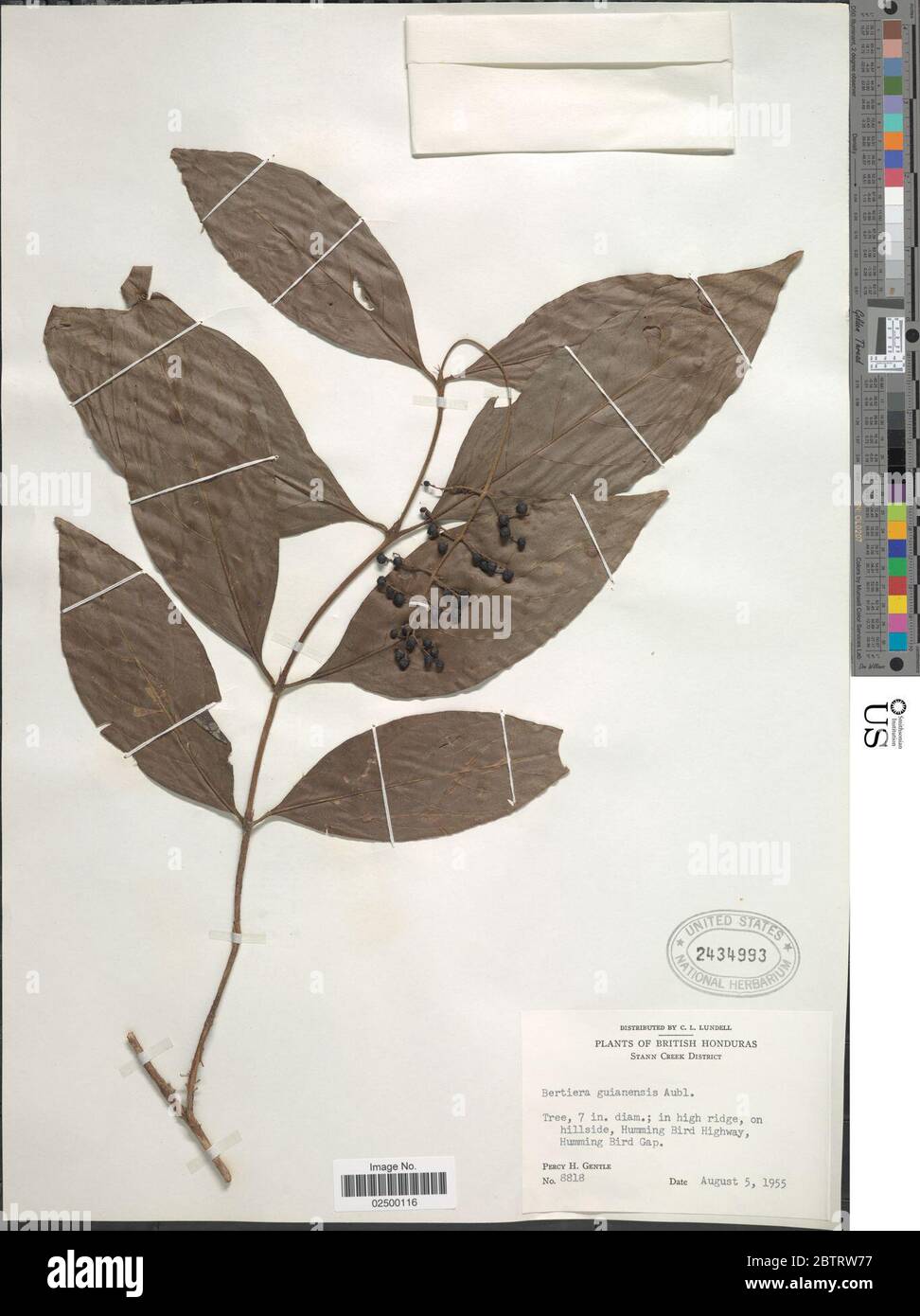 Bertiera guianensis Aubl Stock Photo - Alamy