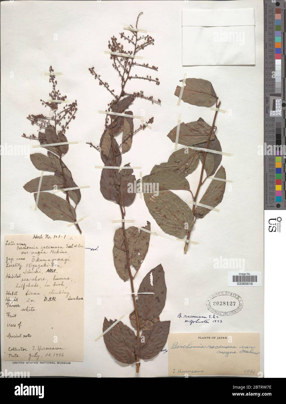 S racemosa hi-res stock photography and images - Alamy