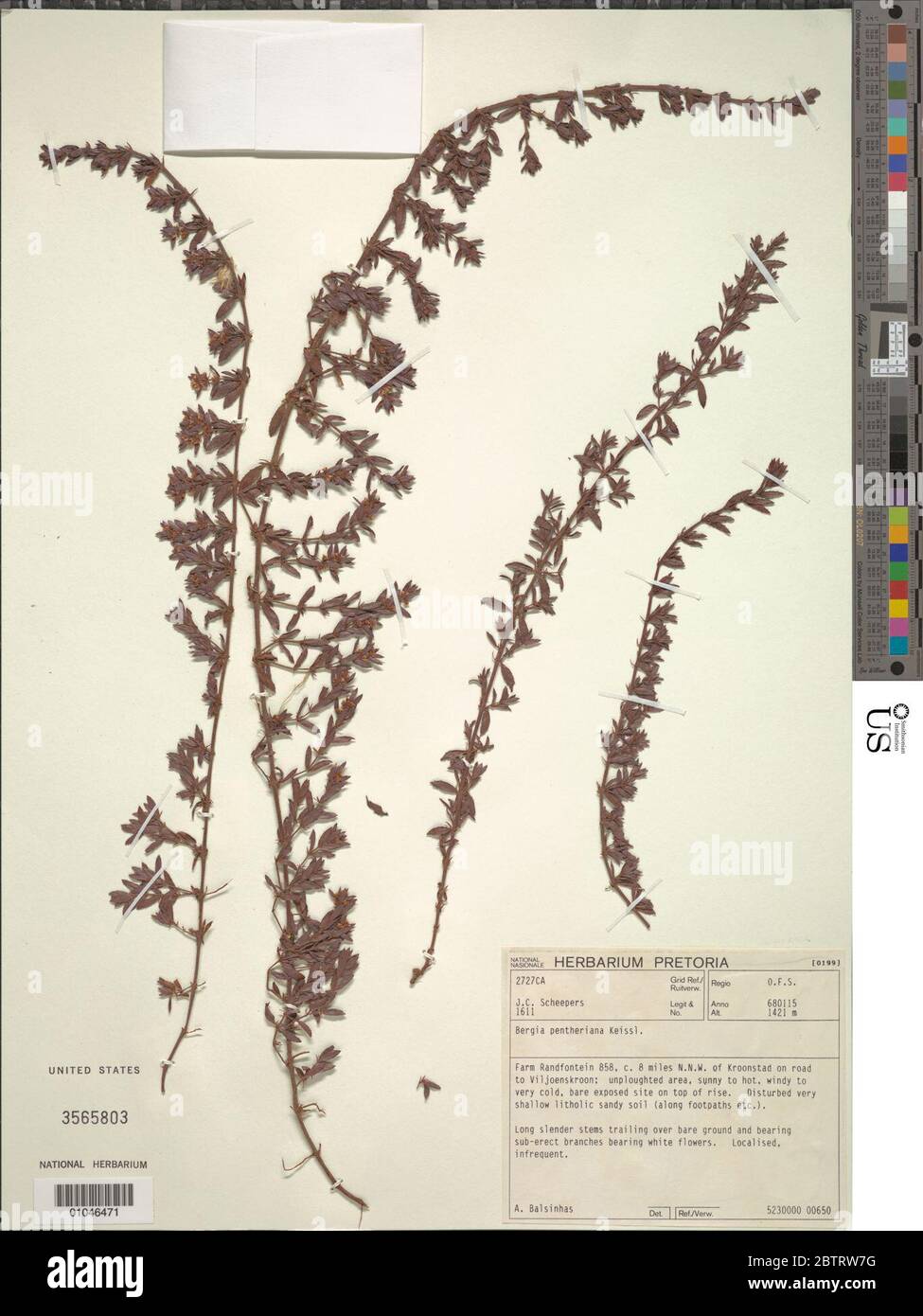 Bergia pentheriana Keissl Stock Photo - Alamy