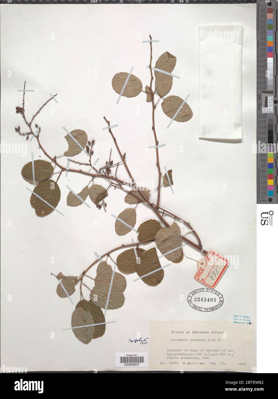 S racemosa hi-res stock photography and images - Alamy