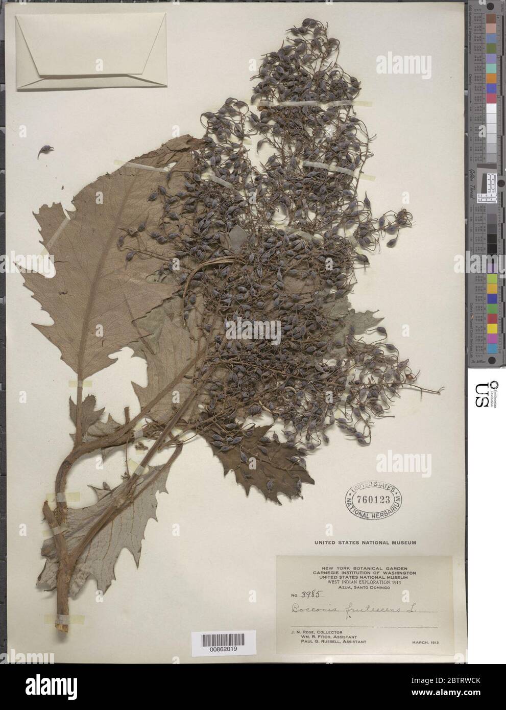 Bocconia frutescens hi-res stock photography and images - Alamy