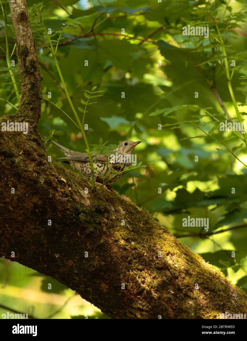 Thrush images hi-res stock photography and images - Alamy