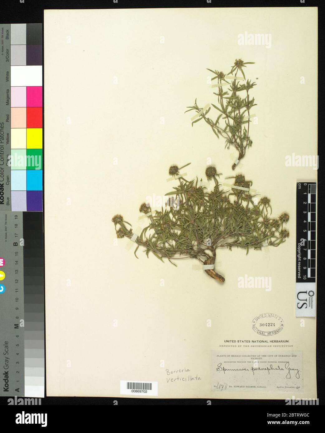 Borreria verticillata L G Mey Stock Photo - Alamy