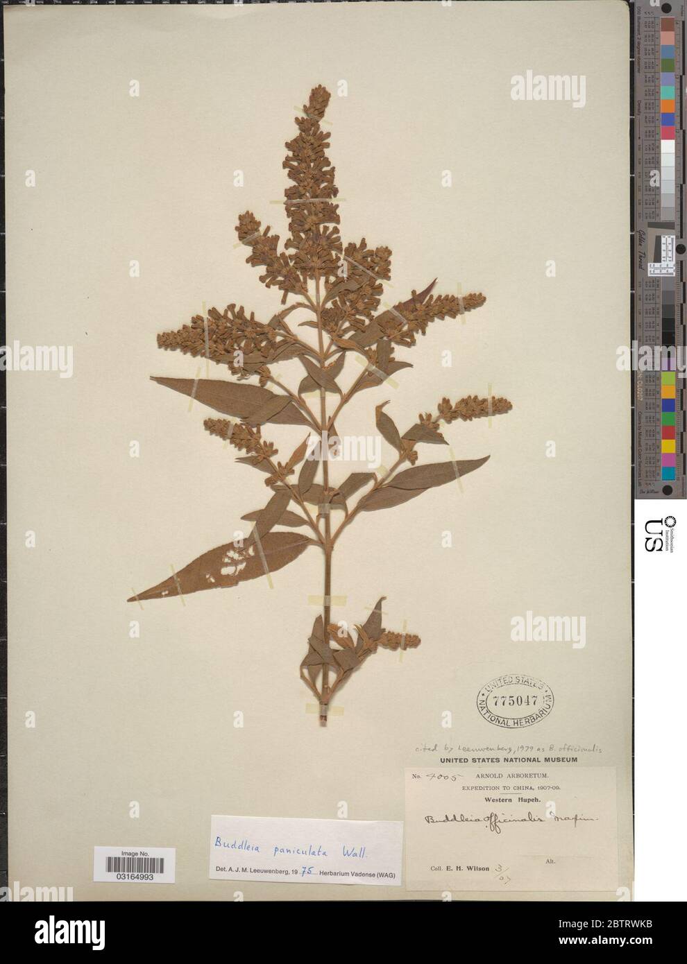 Buddleja officinalis Maxim Stock Photo - Alamy