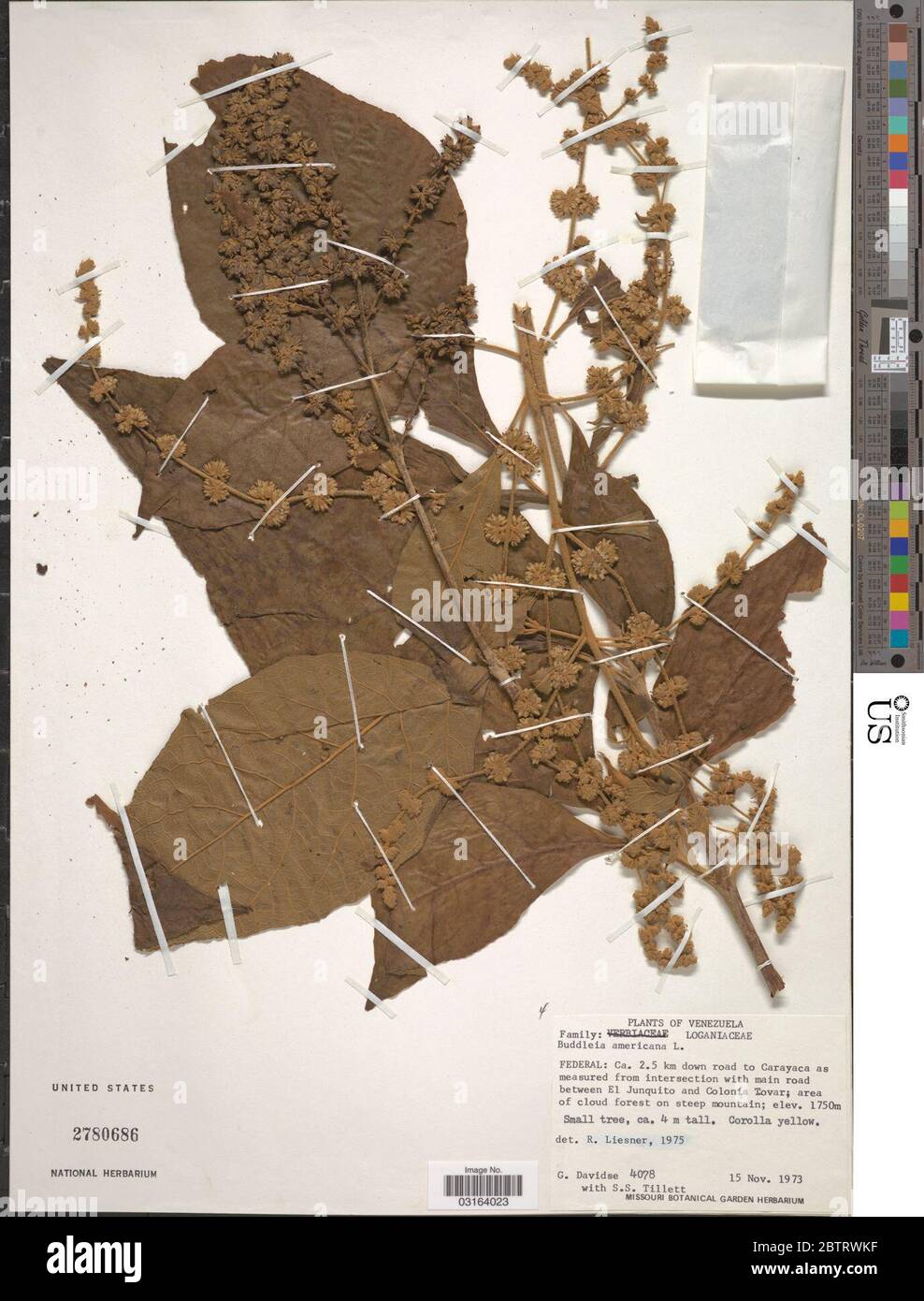 Buddleja americana L Stock Photo - Alamy