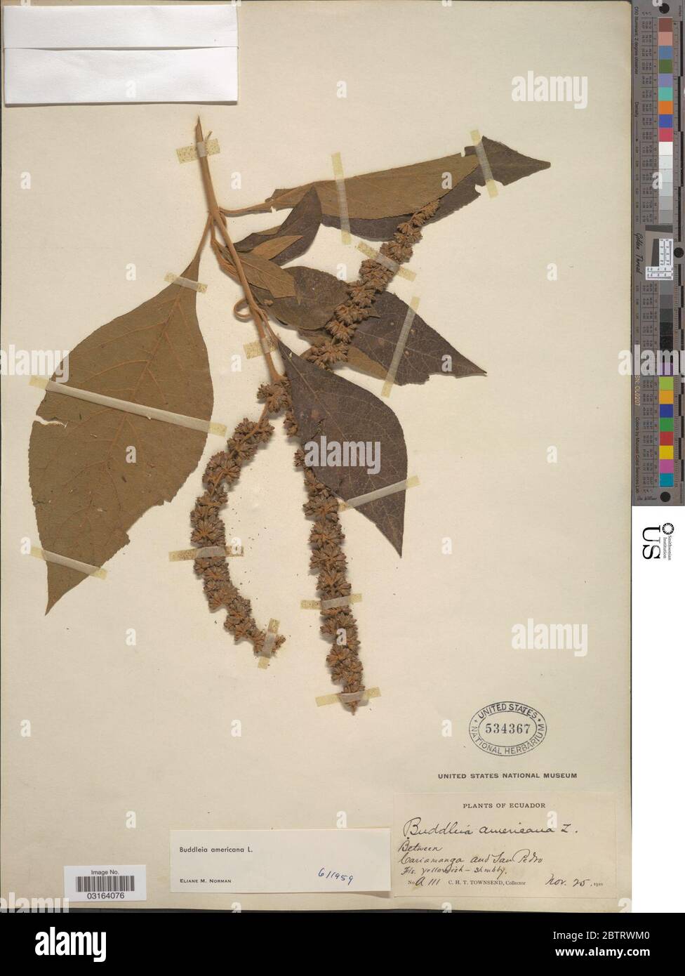 Buddleja americana L Stock Photo - Alamy