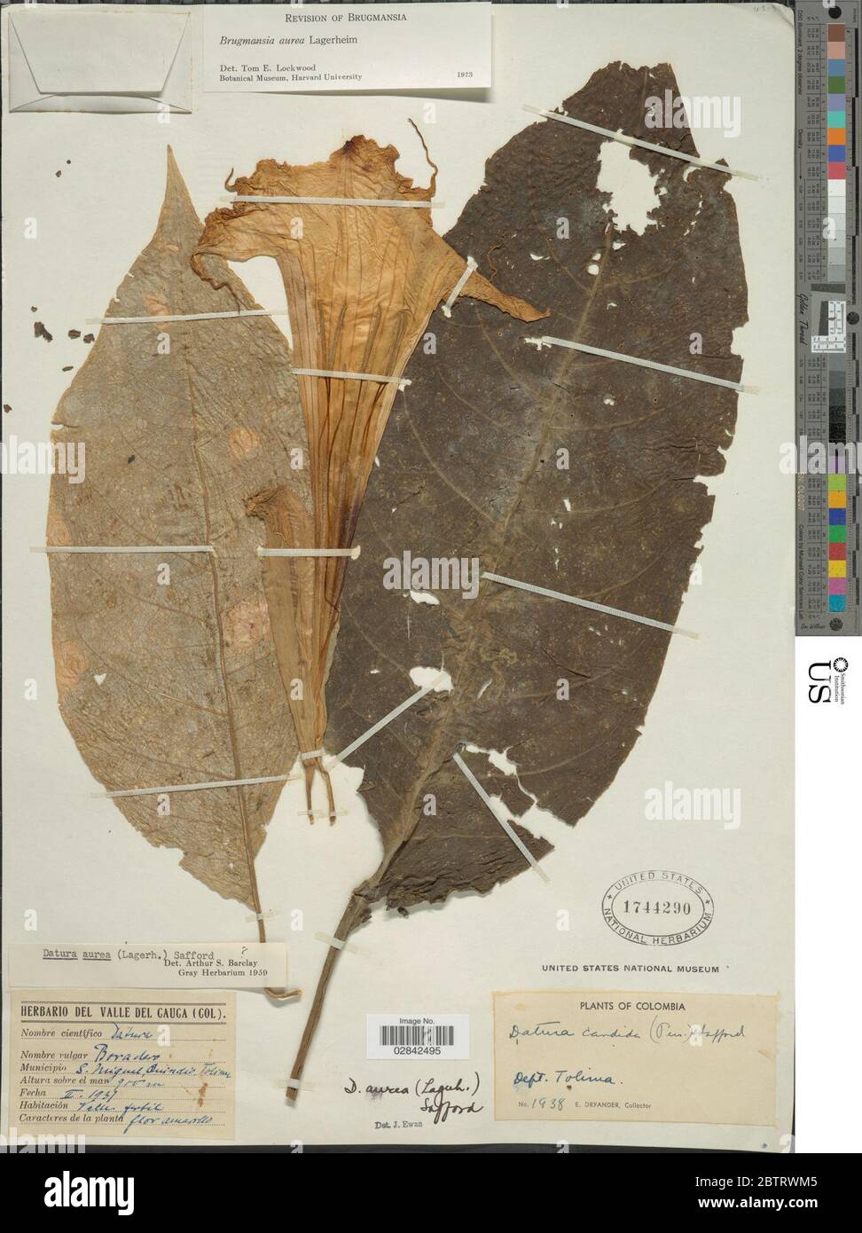 Brugmansia pittieri hi-res stock photography and images - Alamy