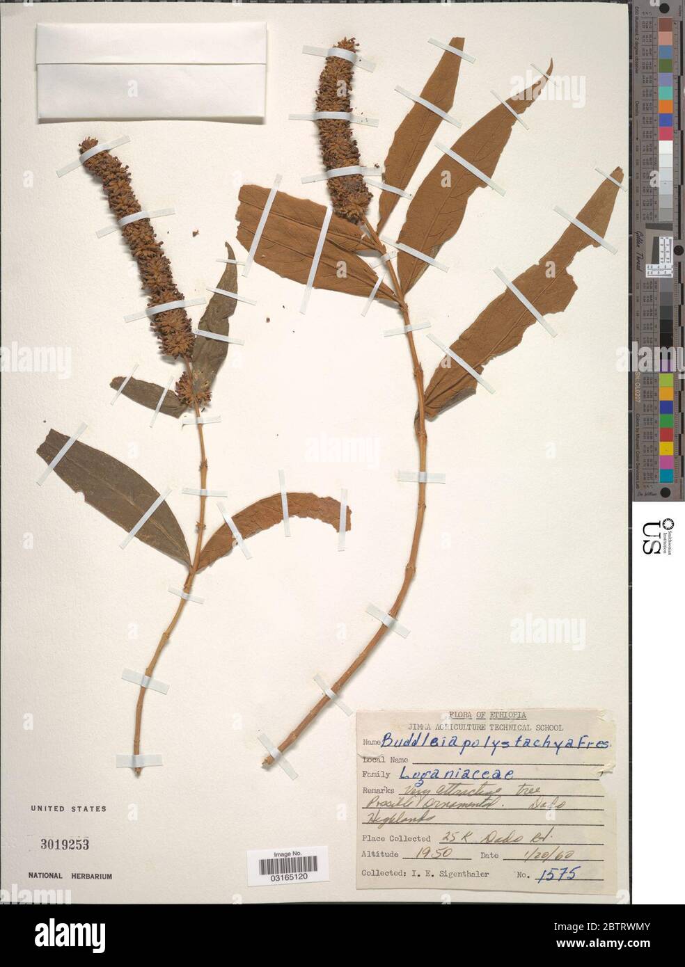 Buddleja polystachya Fresen Stock Photo - Alamy