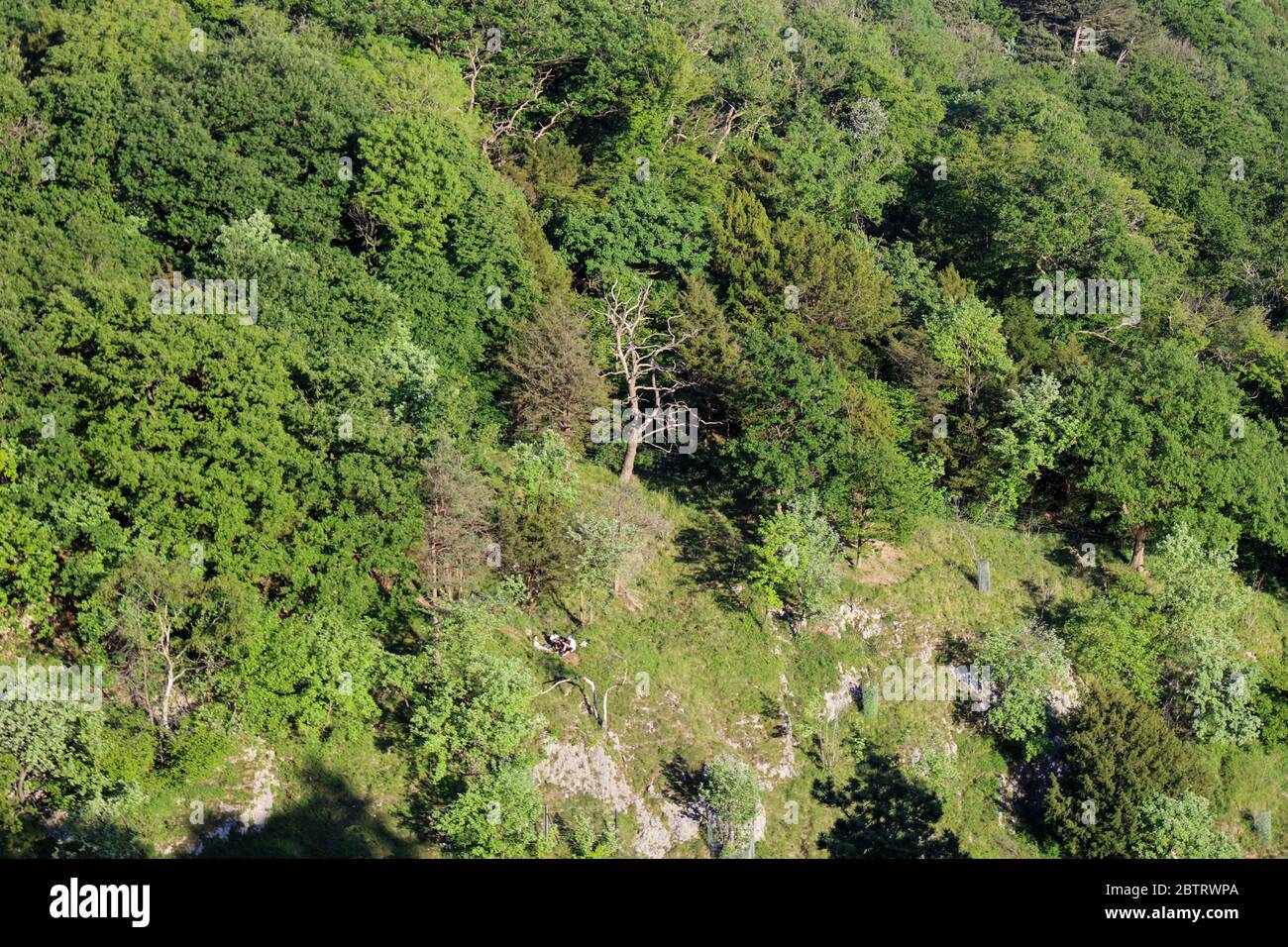 the Green forest in Clifton down on the Avon Gorge. Bristol Stock Photo ...