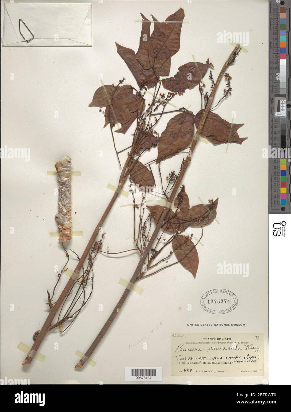 Bursera simaruba L Sarg Stock Photo - Alamy