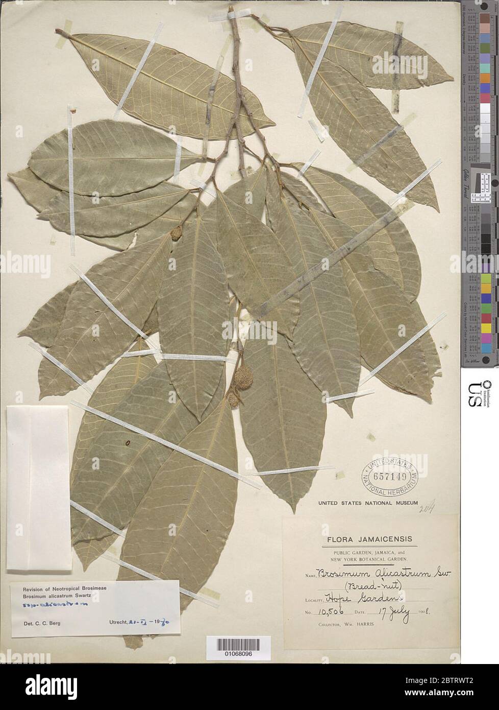 Brosimum alicastrum subsp alicastrum Sw Stock Photo - Alamy