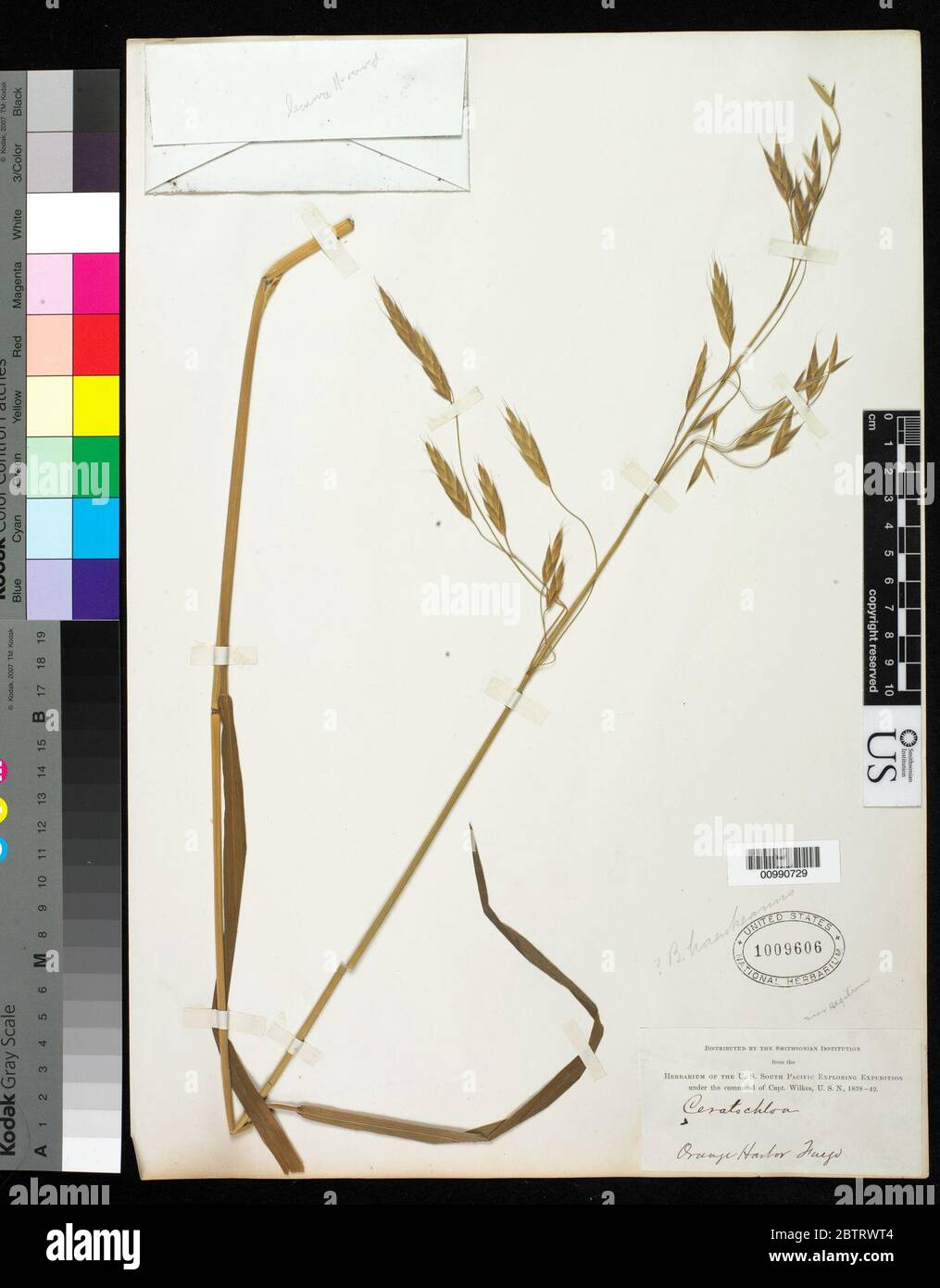 Bromus sp hi-res stock photography and images - Alamy