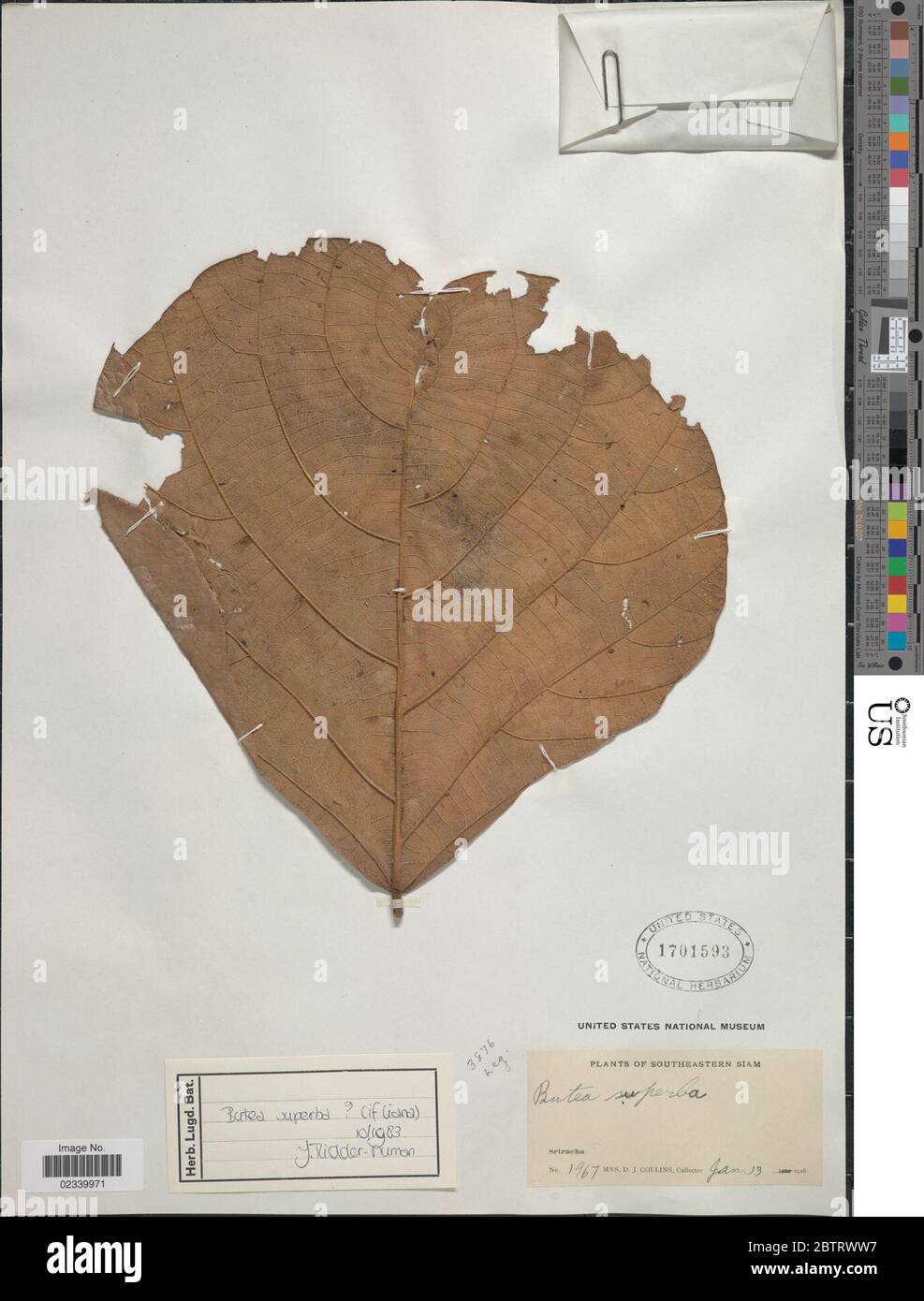 Butea superba hi-res stock photography and images - Alamy