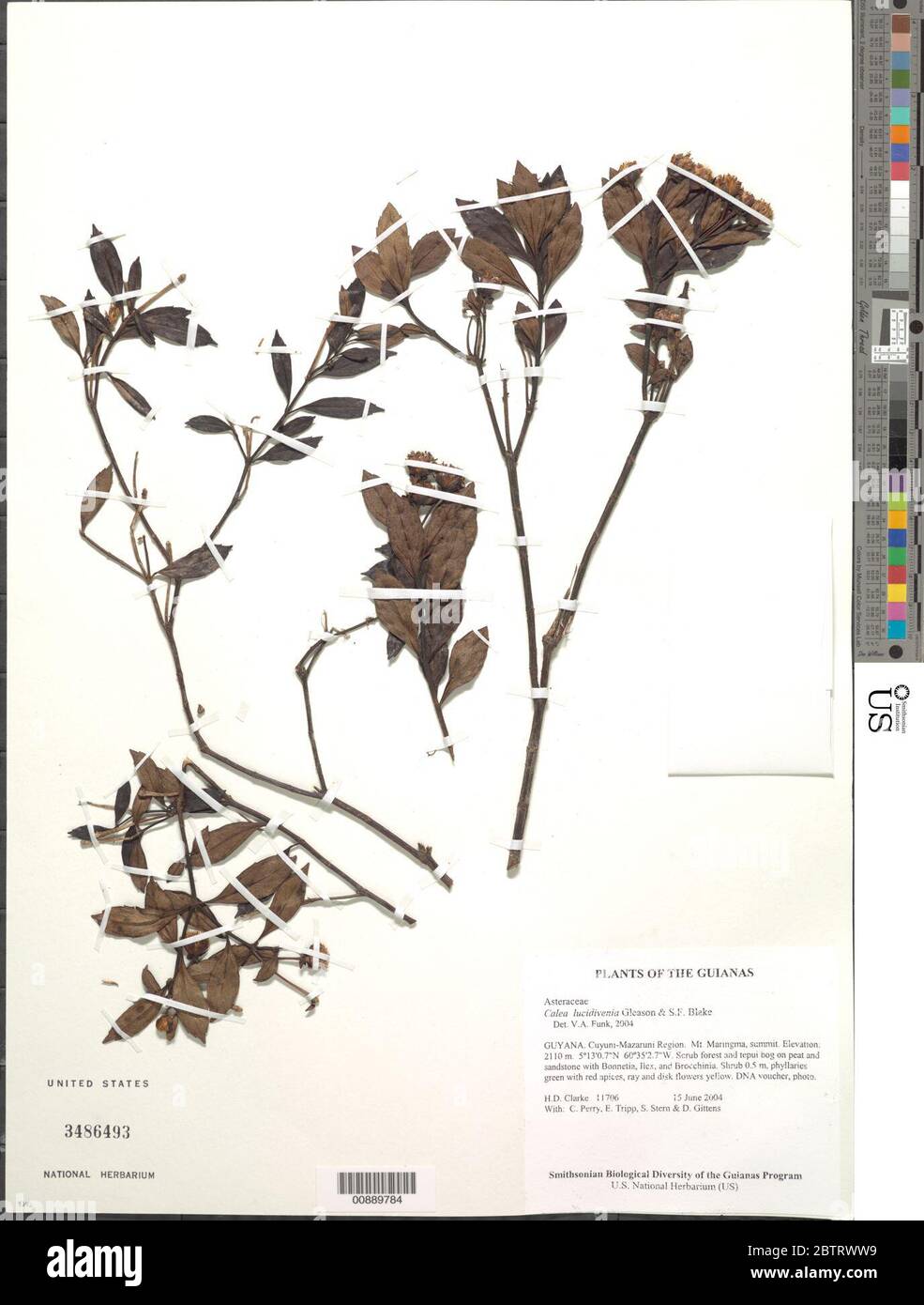 Calea image hi-res stock photography and images - Alamy