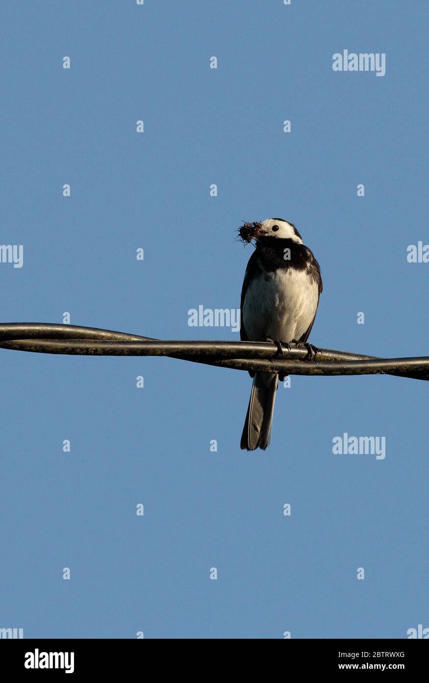 Pied wagtail flying hi-res stock photography and images - Alamy