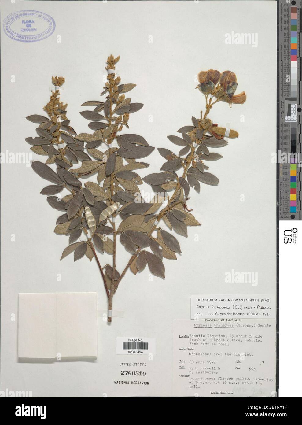 Trinervius hi-res stock photography and images - Alamy