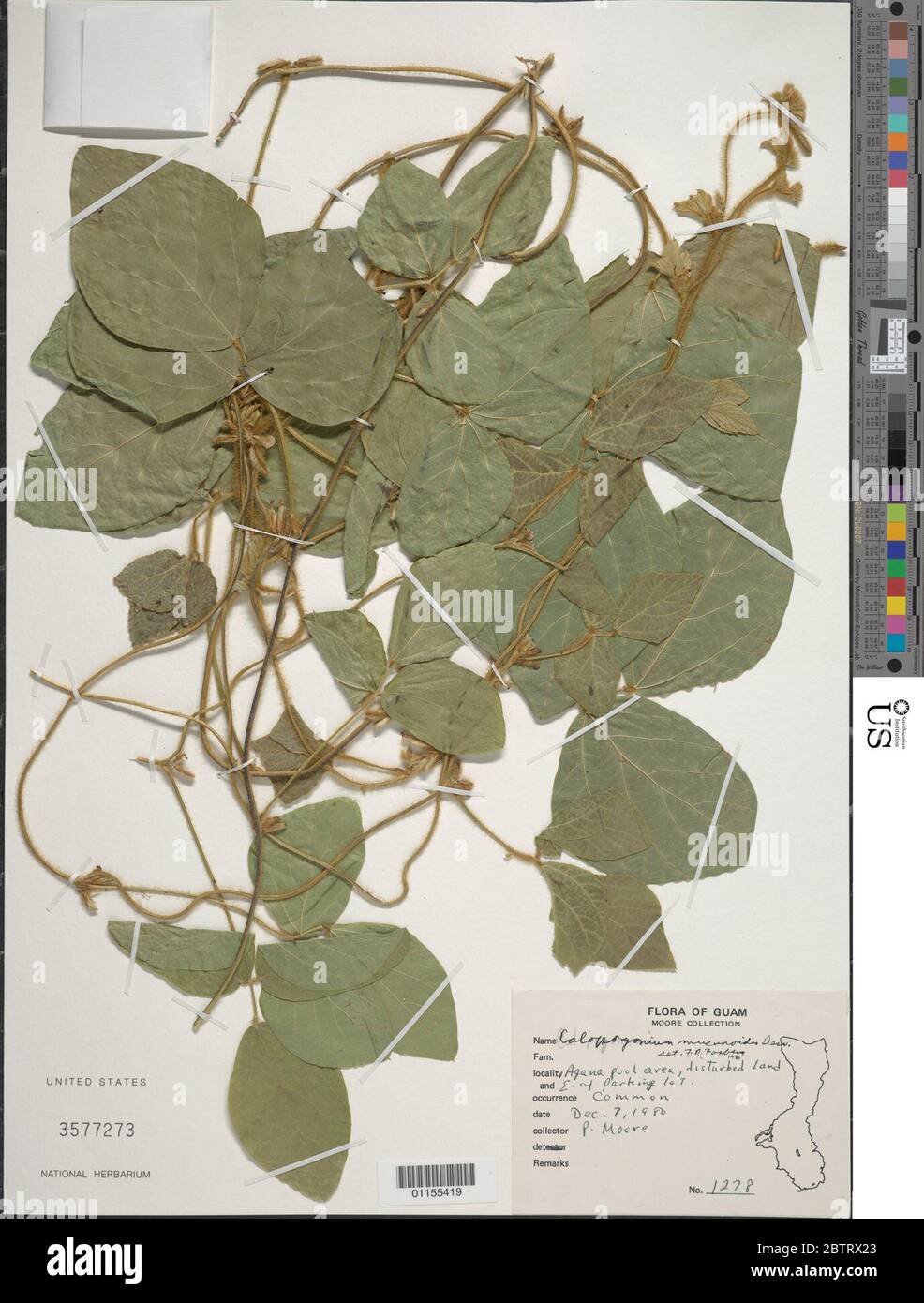 Calopogonium hi-res stock photography and images - Alamy