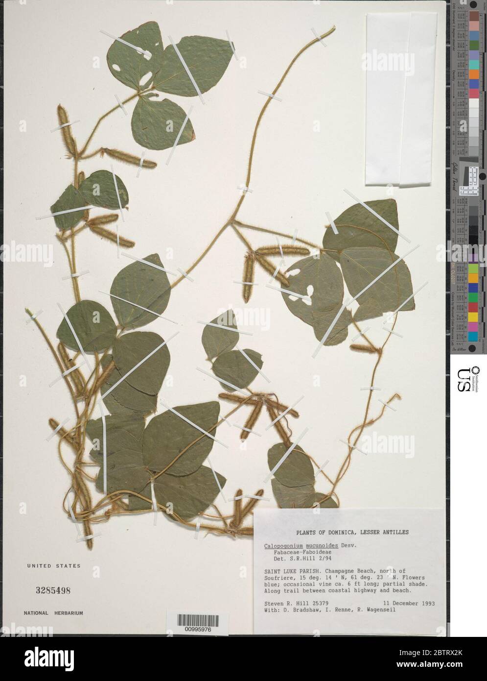 Calopogonium hi-res stock photography and images - Alamy