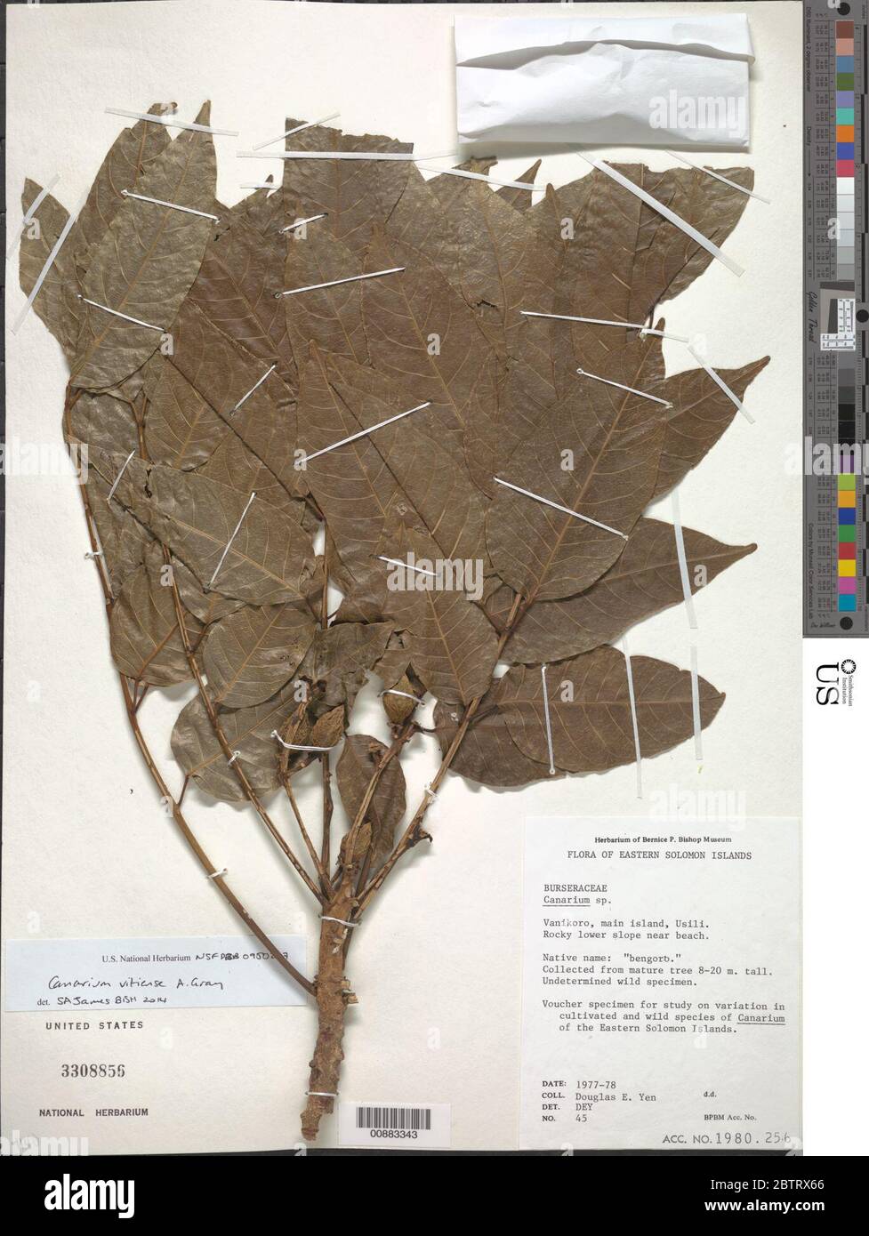 Canarium hi-res stock photography and images - Alamy