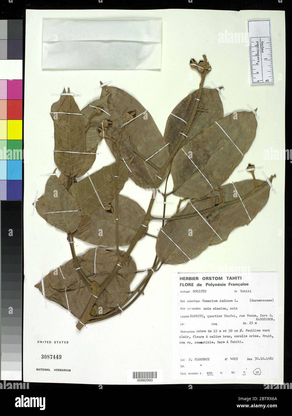 Canarium nuts hi-res stock photography and images - Alamy