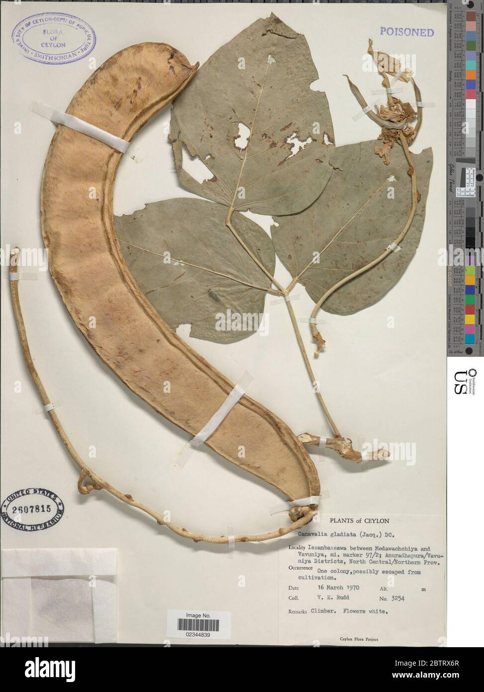 Gladiata hi-res stock photography and images - Alamy