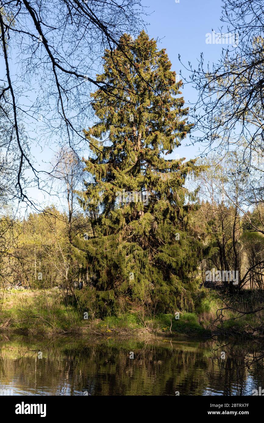 Old spruce tree hi-res stock photography and images - Alamy