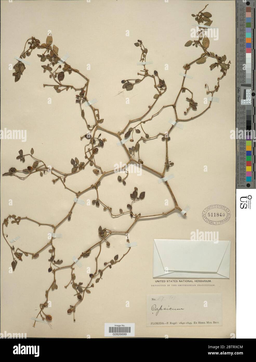 Capsicum baccatum L Stock Photo - Alamy