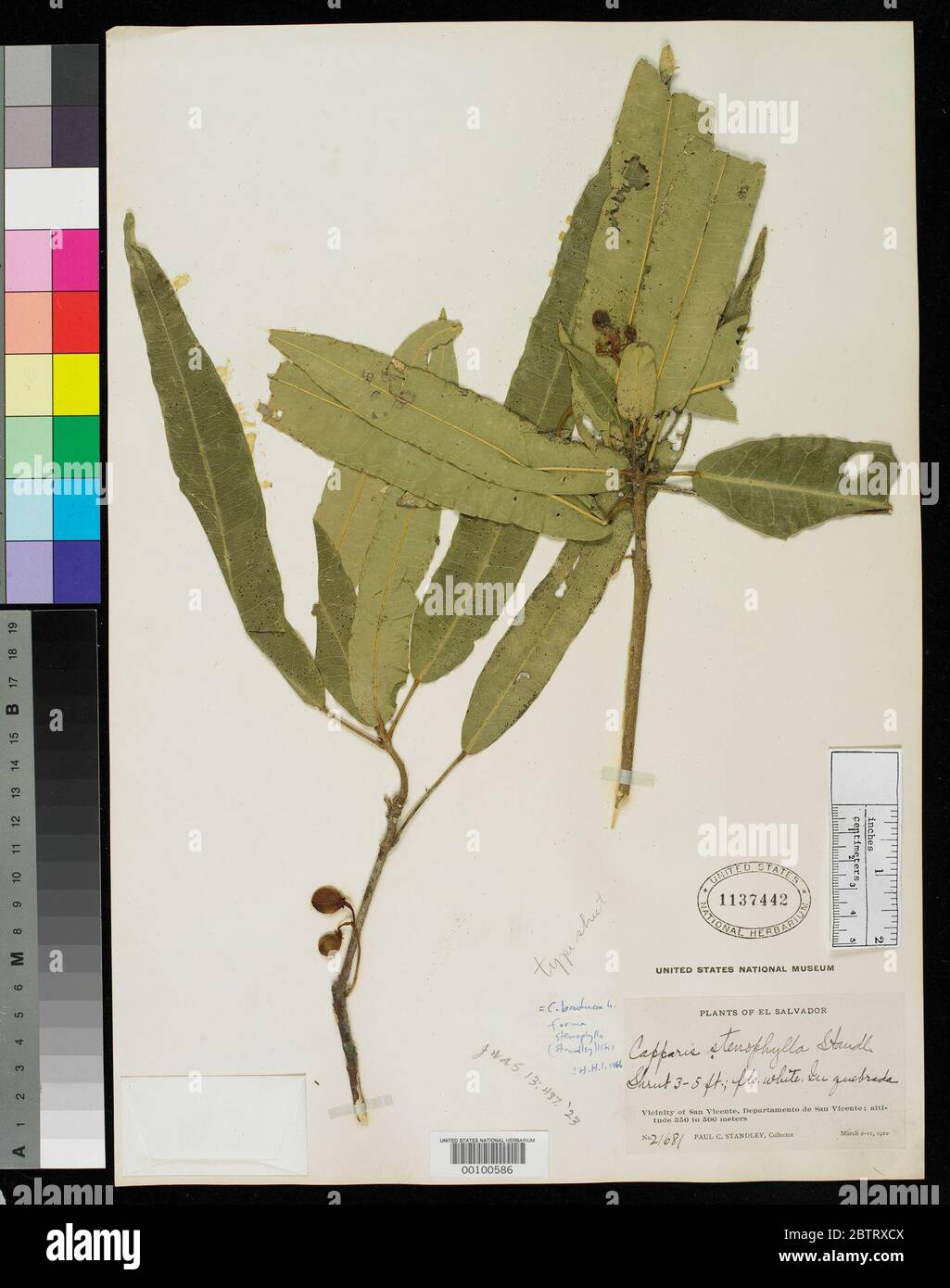 Stenophylla hi-res stock photography and images - Alamy