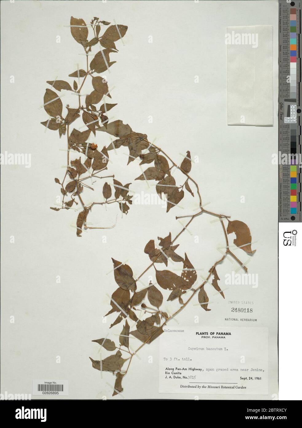 Capsicum baccatum L Stock Photo - Alamy