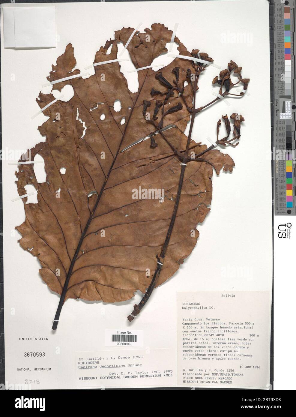 Capirona tree hi-res stock photography and images - Alamy