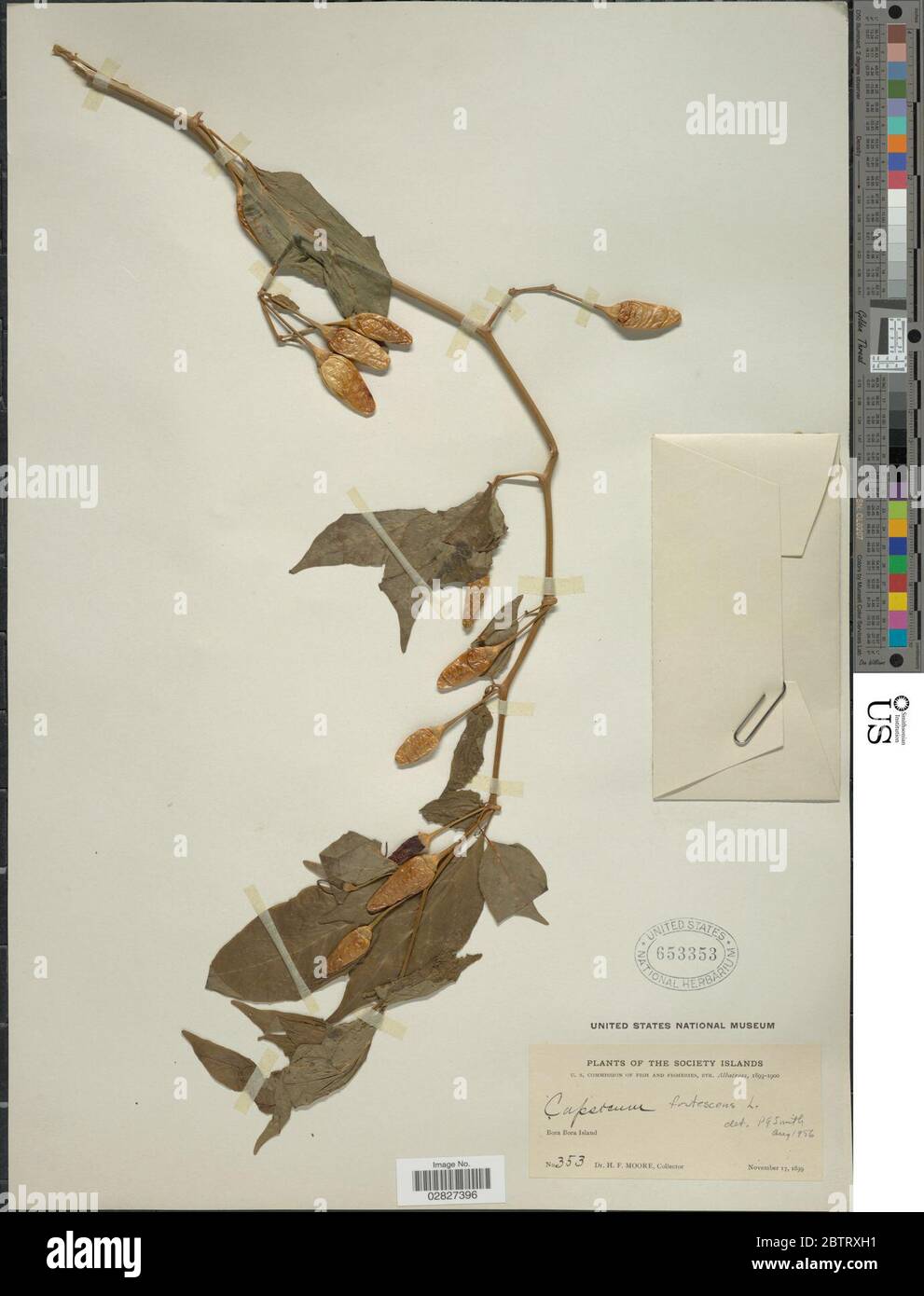 Capsicum frutescens L Stock Photo - Alamy