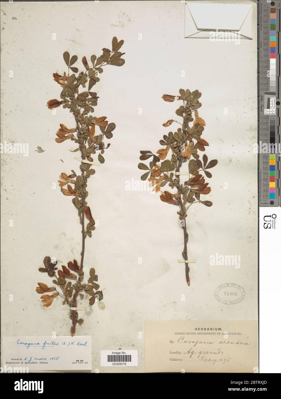 Frutex hi-res stock photography and images - Alamy