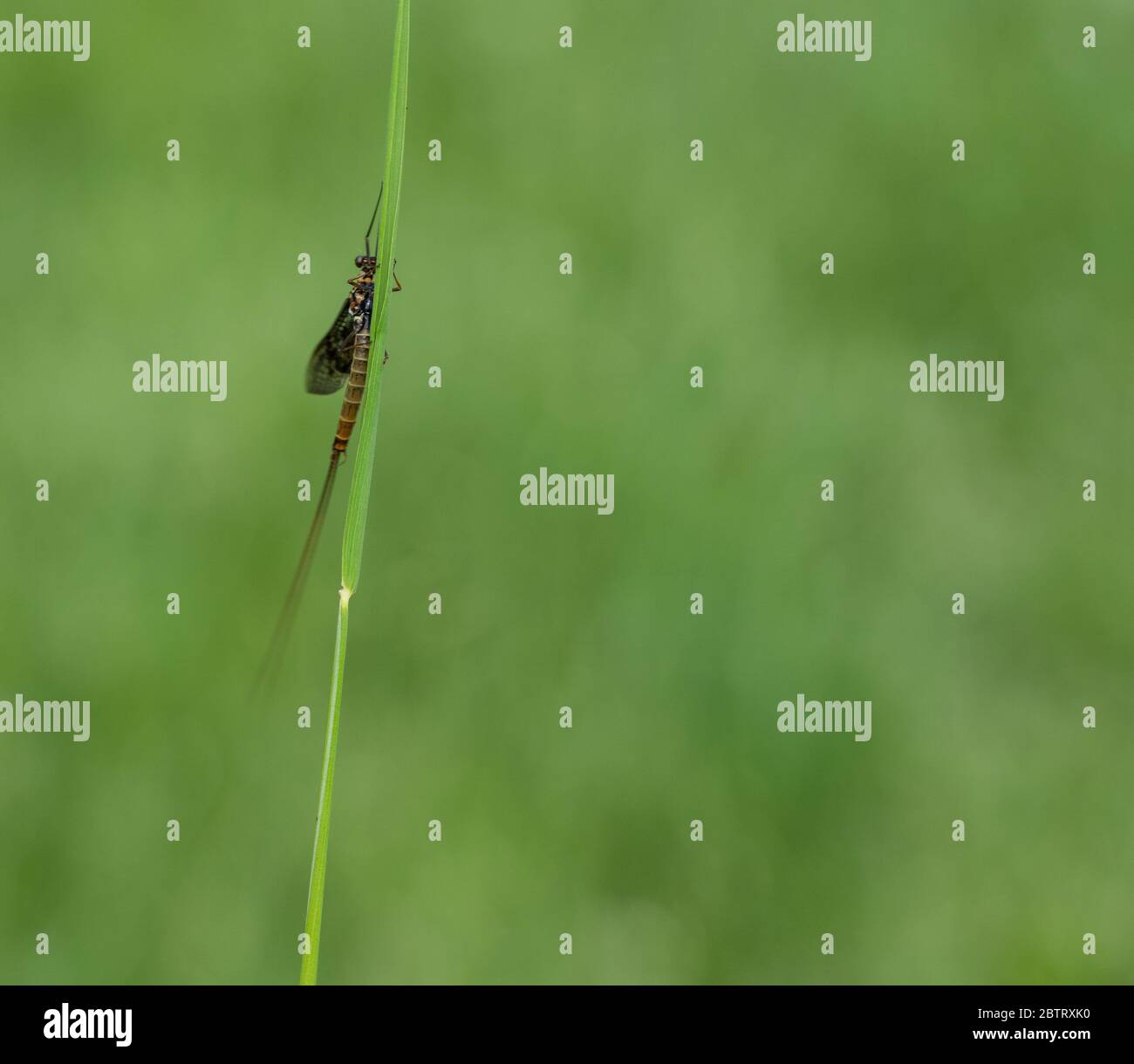 Green Drake Mayfly Ephemera danica male in spring with greengrass field ...