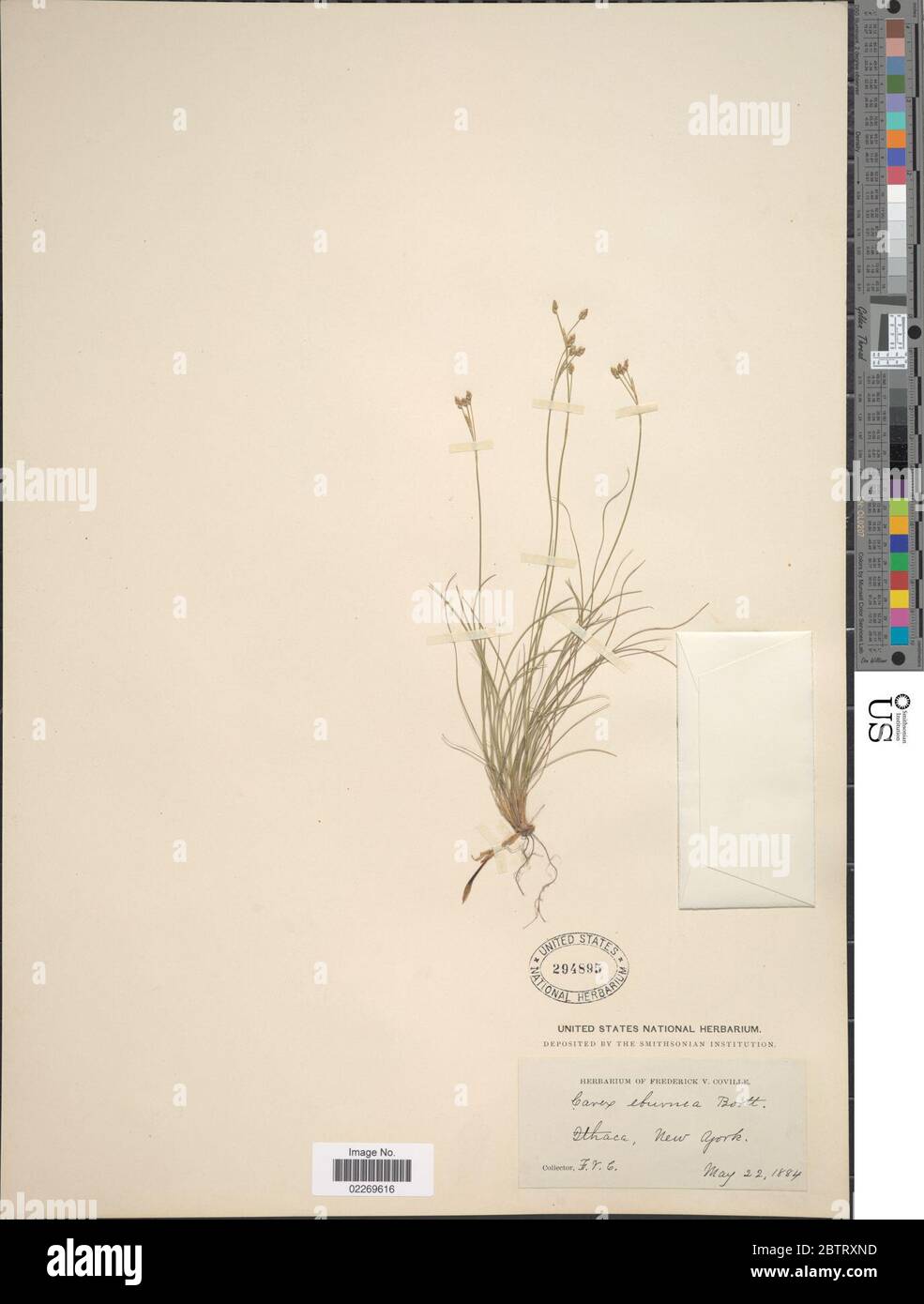 Carex eburnea hi-res stock photography and images - Alamy