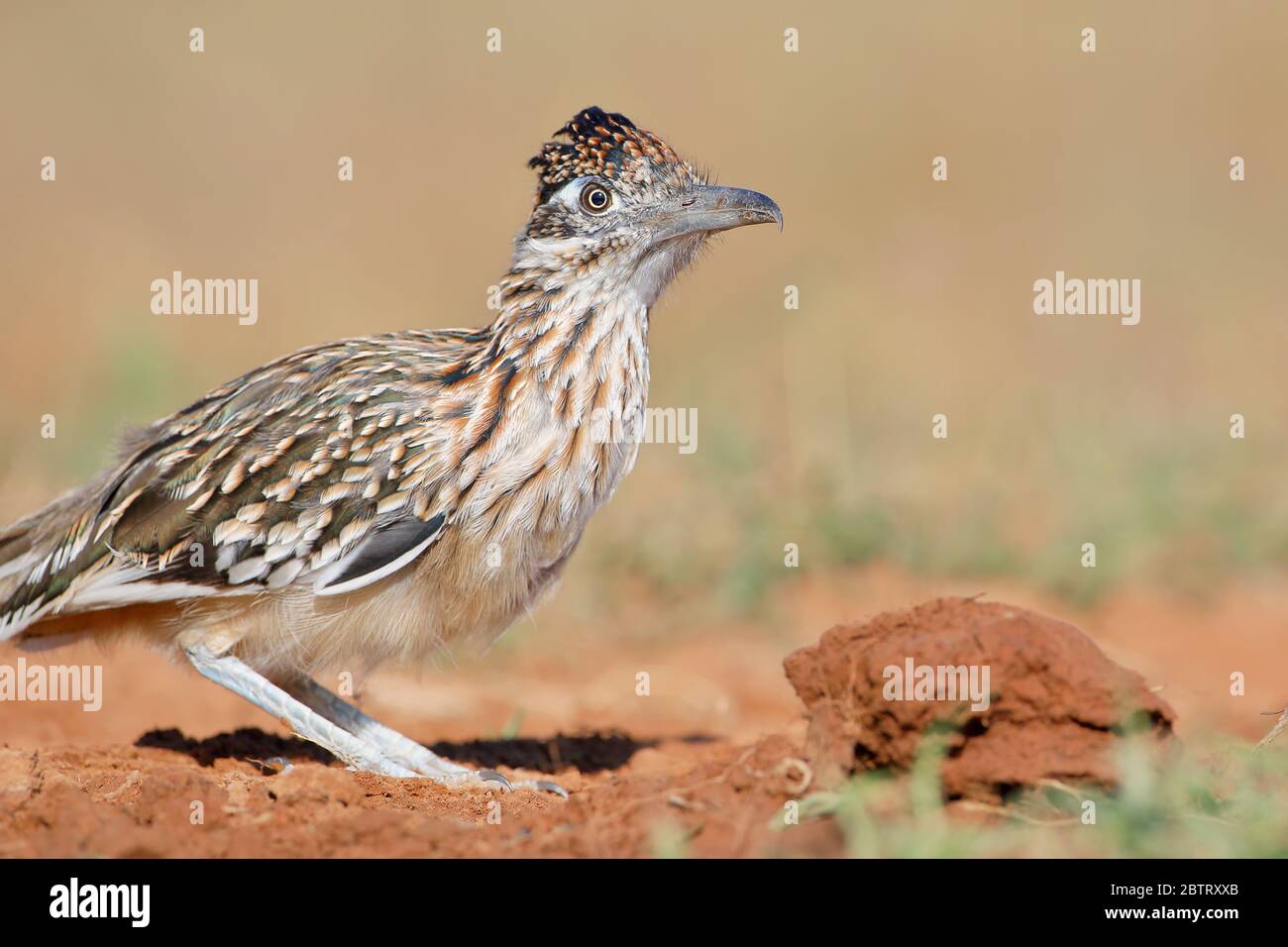 Texas roadrunner birds hi-res stock photography and images - Alamy