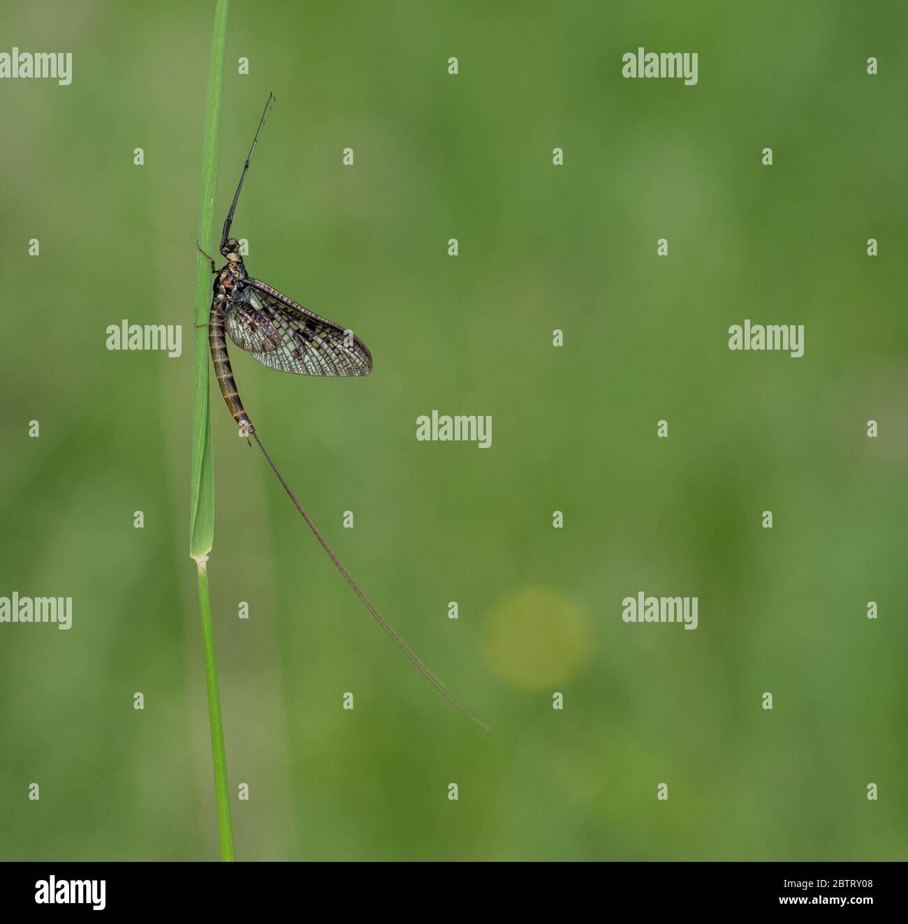 Green Drake Mayfly Ephemera danica male in spring with greengrass field ...