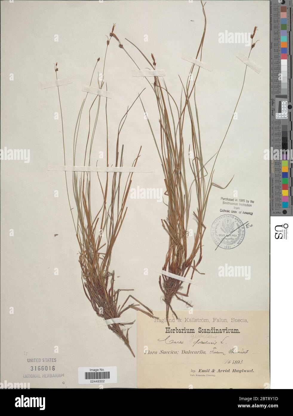 Globularis hi-res stock photography and images - Alamy